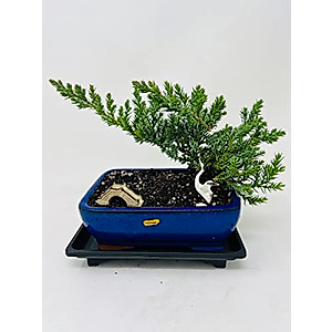 Juniper Bonsai Tree in Earth Blue Rectangular Ceramic Vase+ Figurines and Tray