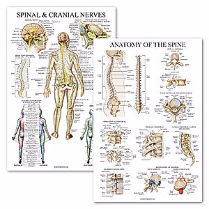 2 Pack: Spinal and Cranial Nerves + Anatomy of the Spine Poster Set - Set of 2 Anatomical Charts - Laminated - 18" x 24"