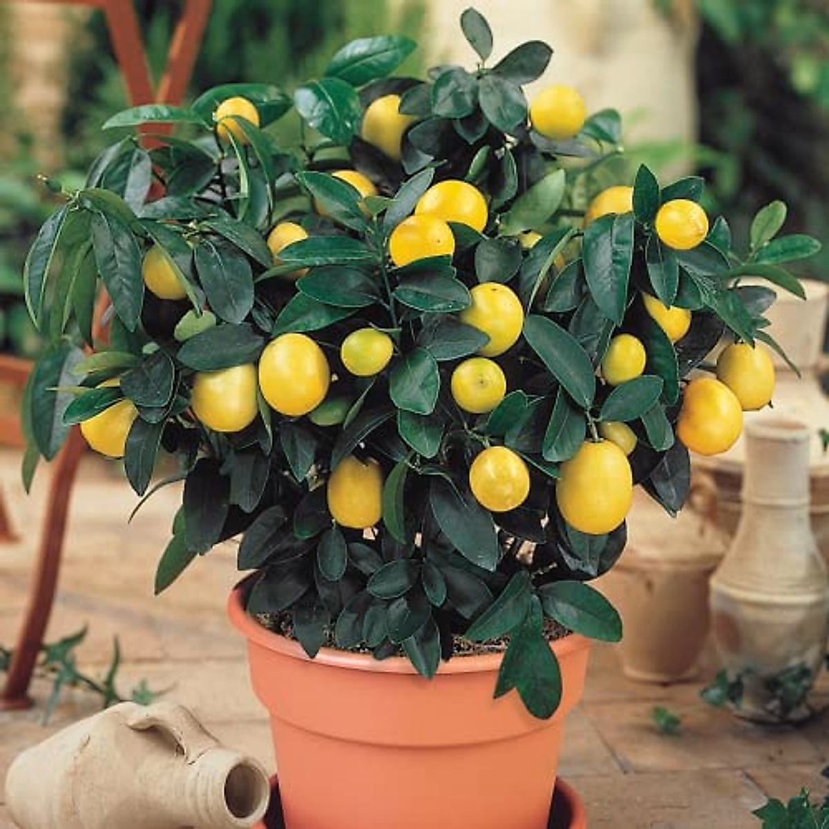 CHUXAY GARDEN 10 Seeds Citrus Limon 'Meyer',Dwarf Lemon,Valley Lemon,Meyers Lemon Hybridize Sweet Fruit Gardening Gifts Non-GMO Green Organic Low-Maintenance