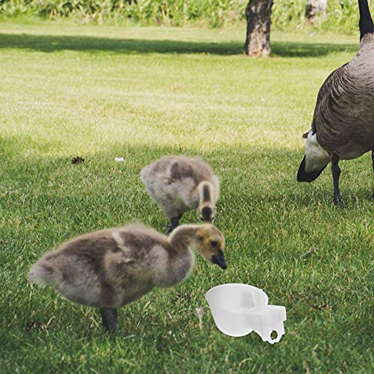 YARDWE 20PCS Automatic Pigeon Water Feeder Plastic Poultry Drinking Bowl Practical Quail Waterer Bird Supplies for Pigeon Chicken, White
