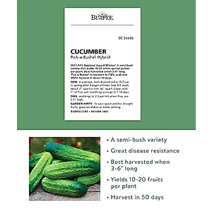 Burpee 'Pick-A-Bushel' Pickling Cucumber Seeds, 30 Non-GMO seeds