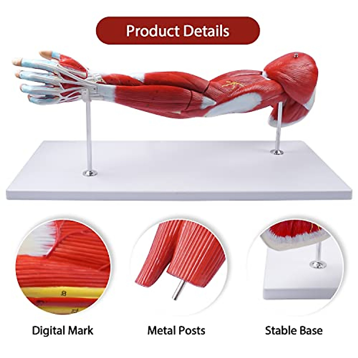 breesky Muscular Arm Anatomy Model, Life Size Arm Model Anatomy Model Scientific Arm Anatomical Muscle 7 Parts Numbered Shows Muscles of The Shoulder, Arm and Hand, Includes Stand