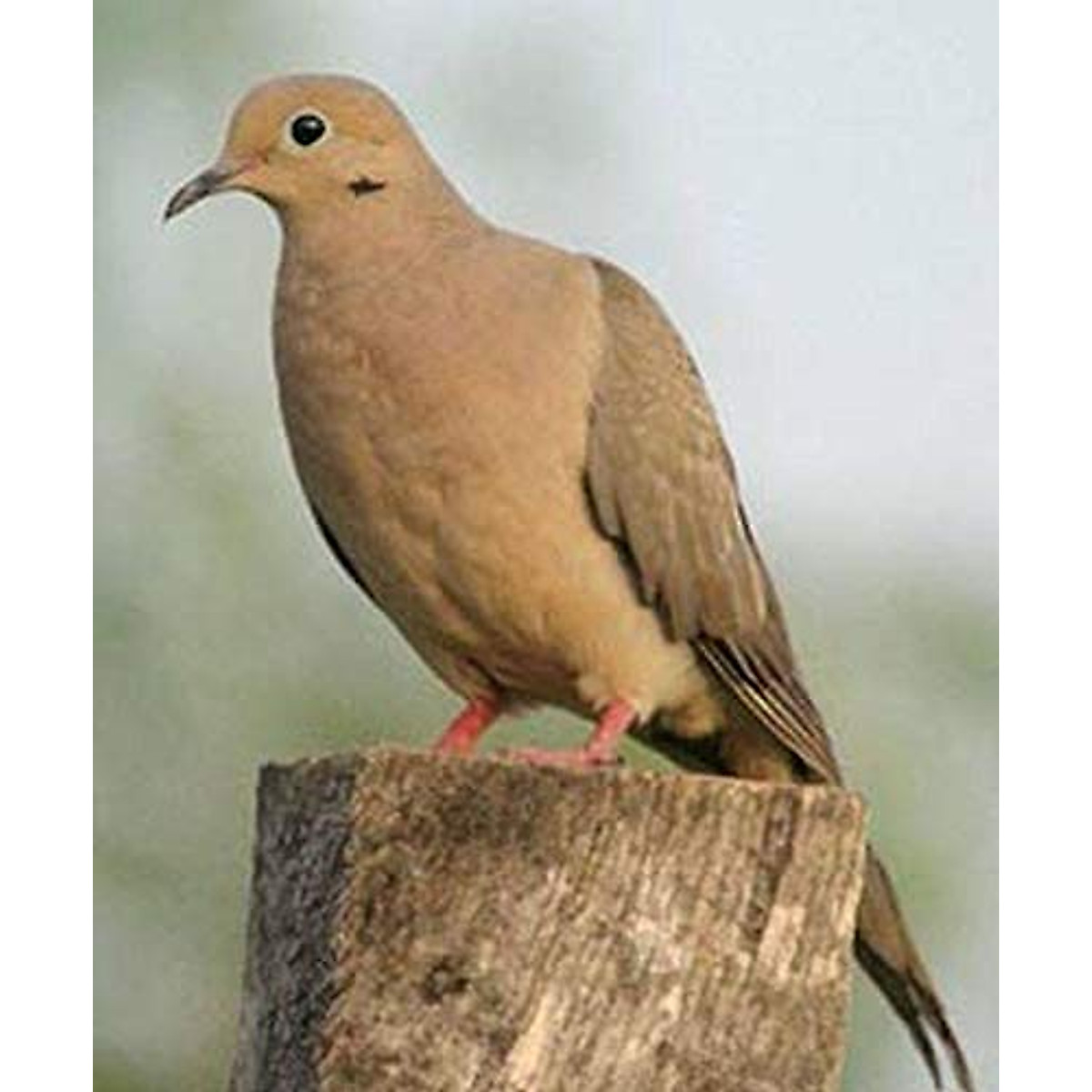 Proso Millet - Makes Great Amounts of Seeds for Birds - Beautiful in The Garden(100 - Seeds)