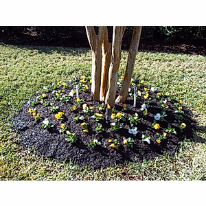 Johnny Jump-up (Viola Tricolor) purple, yellow and white - Mixed Flowers seeds!(1 oz Pack approx 28,000 Seeds)