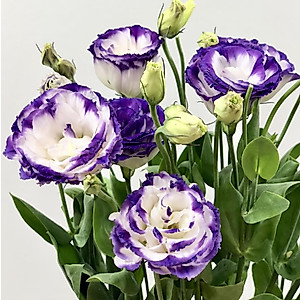 Lisianthus Flower Seeds for Planting - 50 Annual White Purple Lisianthus Double Flower Seeds
