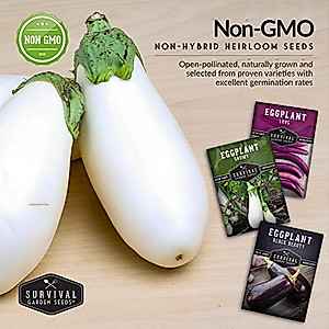 Survival Garden Seeds Eggplant Collection Seed Vault - Long Purple Italian Eggplant and Black Beauty Bell Shaped Eggplant for Your Homestead or Vegetable Garden - Non-GMO Heirloom Seeds for Planting