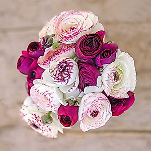 Ranunculus Bulbs - Crushed Berry Mix - 100 Bulbs - Mixed Flower Bulbs, Corm Attracts Bees, Attracts Pollinators, Easy to Grow & Maintain, Fragrant, Container Garden