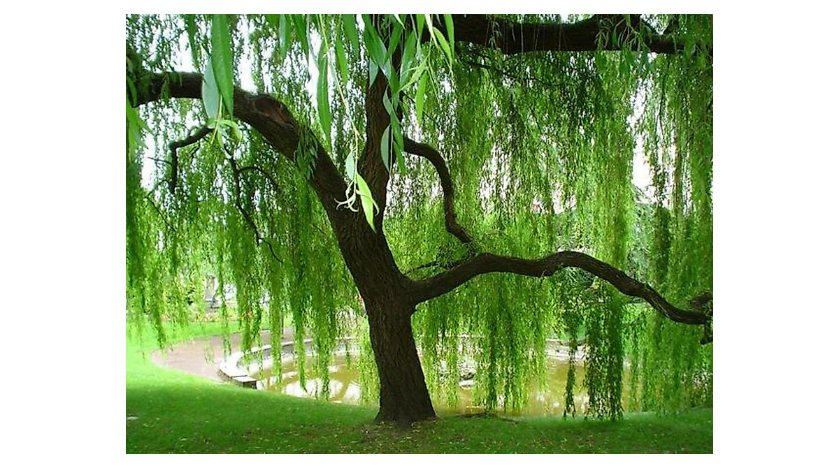 Fast Growing Weeping Willow Tree Cuttings - Buy Now