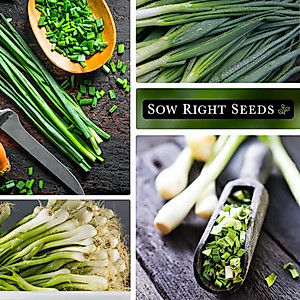 Sow Right Seeds - Heshiko Bunching Japanese Green Onion Seeds for Planting - Non-GMO Heirloom Seeds with Instructions to Plant and Grow a Kitchen Garden, Indoor or Outdoor; Great Gardening Gift