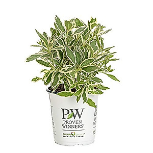 4.5 in. Quart My Monet Purple Effect (Weigela) Live Plant, Purple Flowers