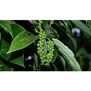 30+ Piper Nigrum Black Pepper Seeds Fragrant Herbs Spice Garden Plants Bonsai