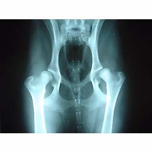 Holistic Horseworks Canine Musculoskeletal Unwinding Home Study Course - Watch Instantly, with Copy Canine Musculoskeletal Unwinding Workbook - for Dog and Pets Lovers