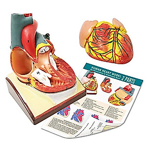 2023 Newest Design Life Size Human Heart Model,2-Parts 1:1 Anatomical Heart Model On Diaphragm and Pericardium Base,34 Anatomical Structures Teaching Science Models for Classroom and Cardiology Study