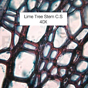 BoliOptics 25 Prepared Microscope Slides General Biology Specimen Set Plant Animal Human Anatomy Cells for Students Hobbyists Beginners Kids Homeschool, SL39901006