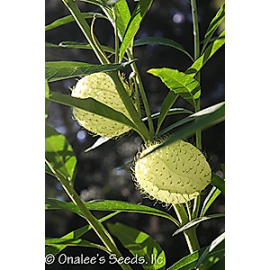 Butterfly Milk Weed Balloon Plant, Butterfly Garden, Butterfly Weed, Hairy Balls, Fur Balls, Cotton-Bush, Oscar, Giant Swan Milkweed, Asclepias Physoca (24+ Seeds) Grown in and Shipped from The USA.