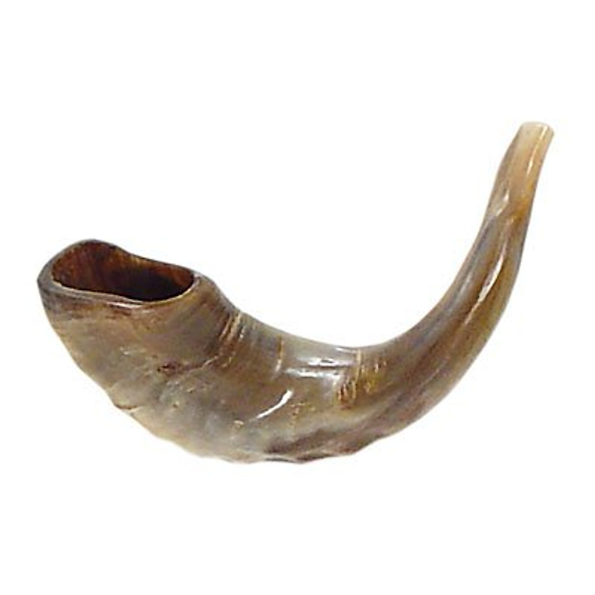 Shofar for Jewish Holiday. Traditional Shofar (Rams Horn), Medium Size, Approximatly 12" long. Great Gift for: Shabbat Temple Passover Yom Kippur Rosh Hashanah Father's Day Wedding Bar Mitzvah.