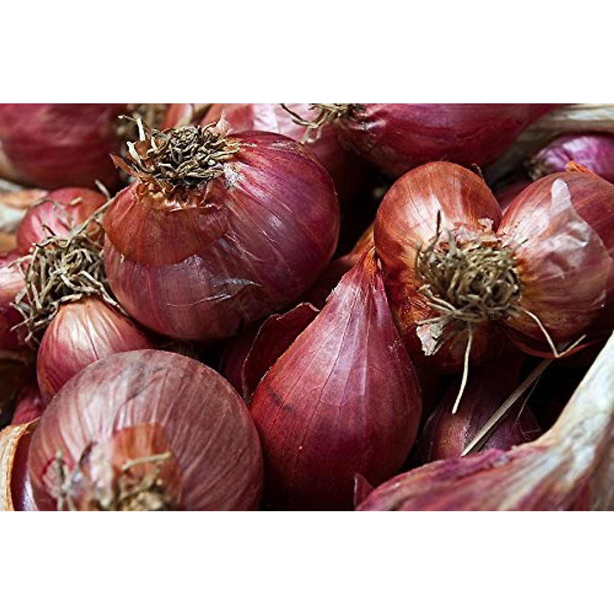 RED Shallot Set (1 lb Bag ) No GMO Heirloom Bulb, Plant Spring and Fall Garden Vegetable