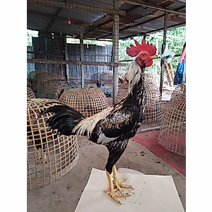 PHOTONIC20% 100 ML. BEST PET Vitamins Mineral Multi Vitamin Supplement Electrolytes Help Restore Urgently Animal Pet Care Nourish Blood Body Immunity Healthy Dog Cat Horse Pig Cattle Rooster Booster