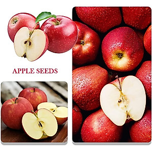 Mix Dwarf Bonsai Fruit Tree Seeds for Planting, 50+ Lemon Tree Seeds 50+ Cherry Tree Seeds 50+ Orange Tree Seeds 50+ Apple Seeds, 4 Variety Individual Packs, Organic Heirloom Fruit Seeds