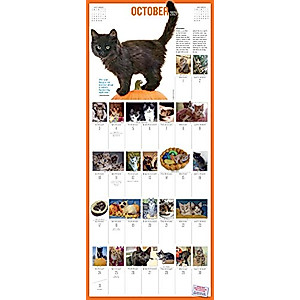 365 Kittens-A-Year Picture-A-Day Wall Calendar 2021
