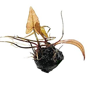 Planterest - Dwarf Water Lily Loose Nymphaea Rubra Bulb Live Aquarium Plant Decorations BUY2GET1FREE