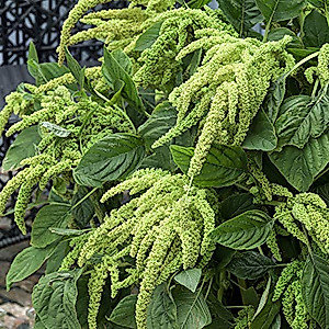 Outsidepride Amaranthus Green Love Lies Bleeding Garden Foliage Plant Bush Seeds - 5000 Seeds