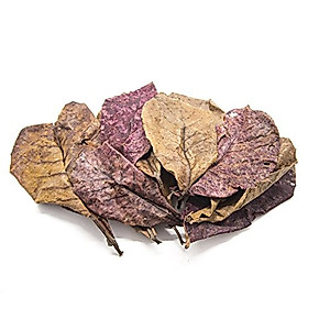 Aquatic Arts 10 Giant Catappa Indian Almond Leaves (4.5-6+ inches) - Dried/Prepared for Aquarium Use - for Live Freshwater Shrimp, Snails, Fish (Betta, Otocinclus) Tank Health