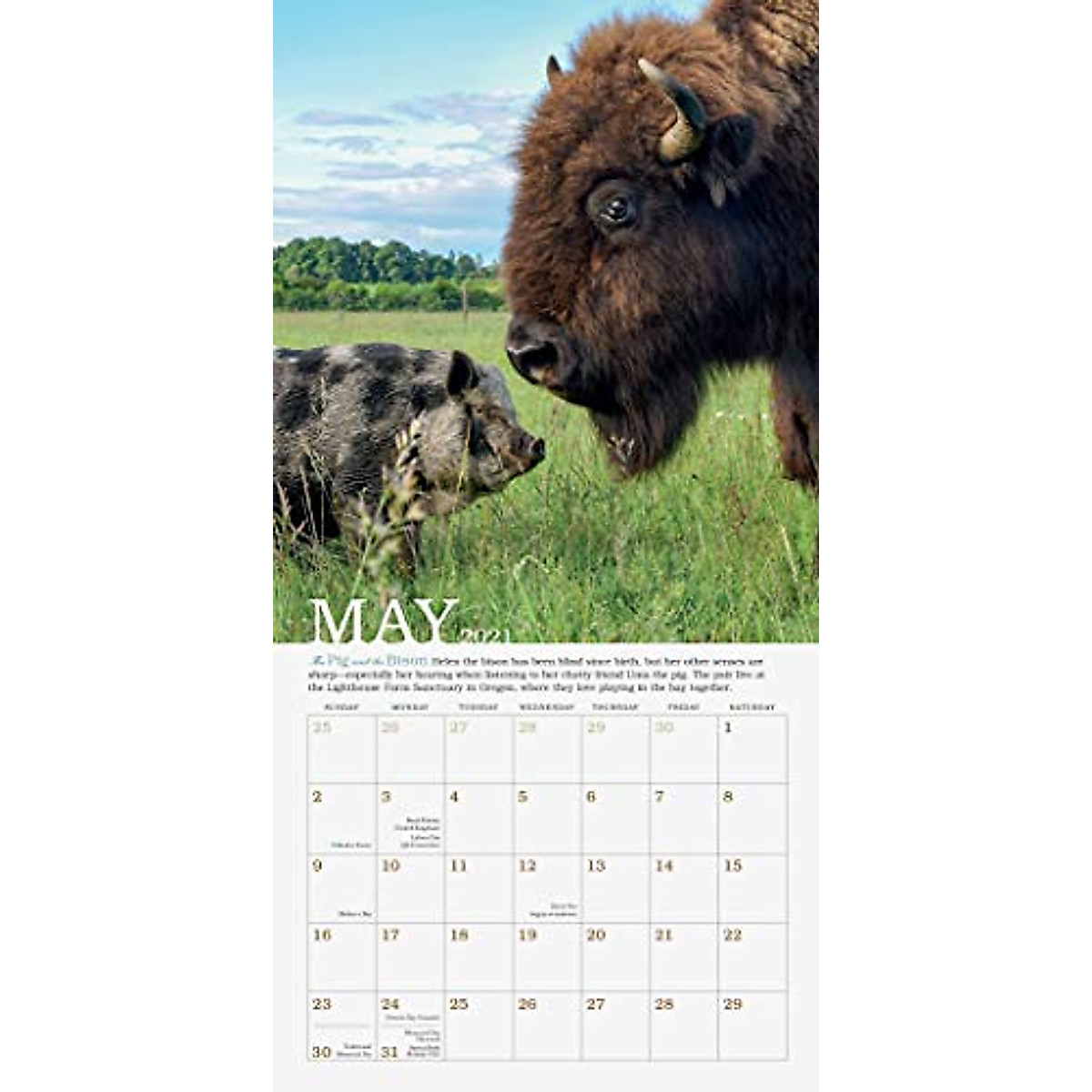 Unlikely Friendships Mini Wall Calendar 2021