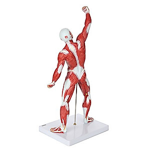 Miniature Muscular System Model, 20” Human Muscle Model, Body Muscle Figure Anatomy Model with Structure of the Body, Anatomy and Physiology Model, Detailed Product Manual, Made by Axis Scientific