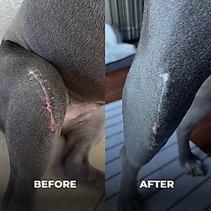 Bulldog Hot Spot Treatment 2Oz-Wound Care Ointment w/Silver & Honey-French Bulldog Itch Relief for Allergy,English Bulldog Lotion for Dry Skin and Healing Balm-Skin Soother for Dog-Lotion for Dry Skin