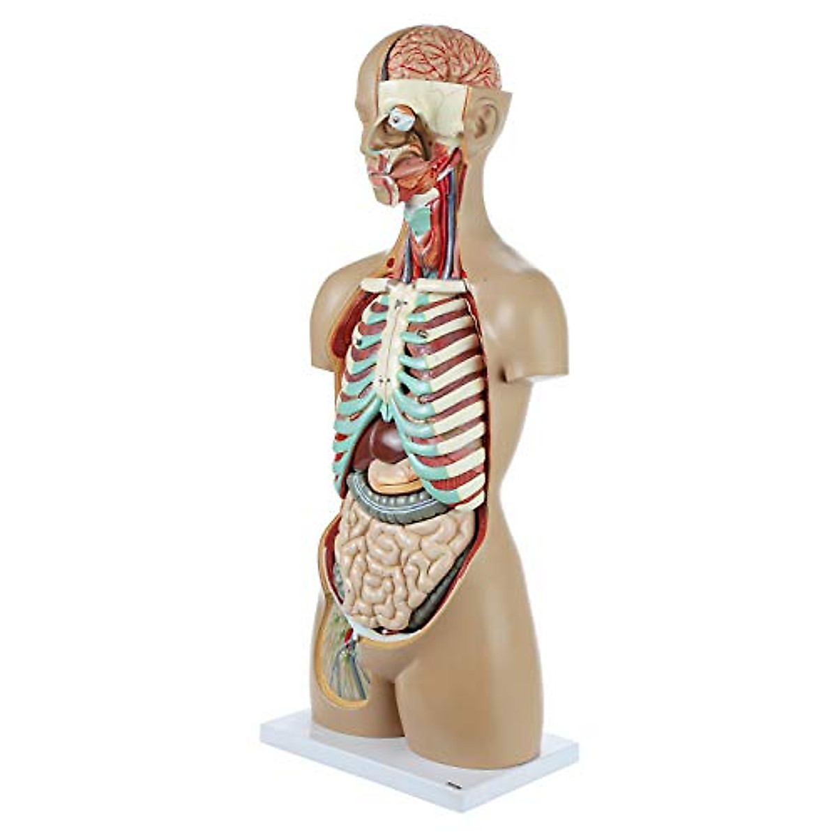 Axis Scientific 18-Part Premium Unisex Human Torso Model | Detailed Life-Size Human Body Model has 18 Removable Human Organs | Includes Detailed Product Manual
