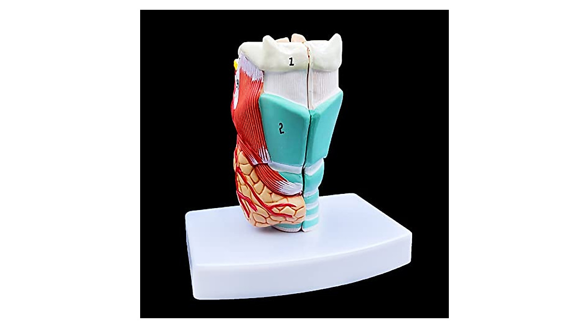 Life Size Human Throat Model for Anatomy Study