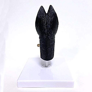 Canine Ear Model 2 Sided Showing Infected Ear one Side and Normal Ear The Other