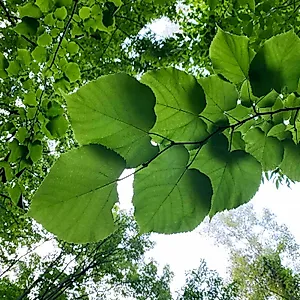 Basswood Tree, 1-2 Ft Tall Tree Live Plant, Fast Growing Deciduous Tree for Planting