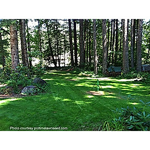 Microlawn Grass Seed & Microclover Mixture