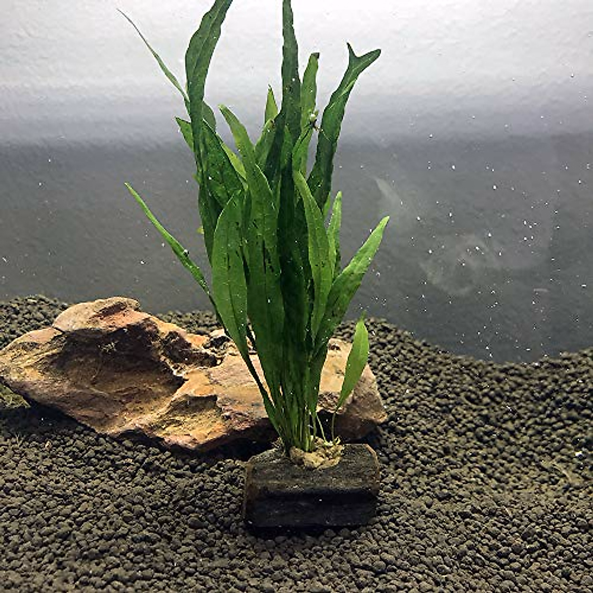 Microsorum Java Fern on Driftwood (2-3 Inches)