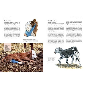 Storey's Guide to Raising Beef Cattle, 4th Edition: Health, Handling, Breeding