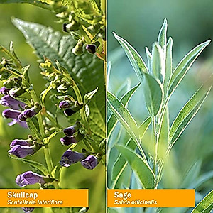 Herb Pharm Brain and Memory Liquid Herbal Formula with Ginkgo for Memory and Concentration, 4 Fl Oz