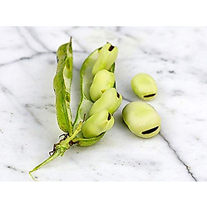 Aquadulce Fava Bean Seeds for Planting, 25 Premium Heirloom Seeds Per Packet, (Isla's Garden Seeds), Non GMO Seeds, Botanical Name: Vicia faba, Great Home Garden Gift