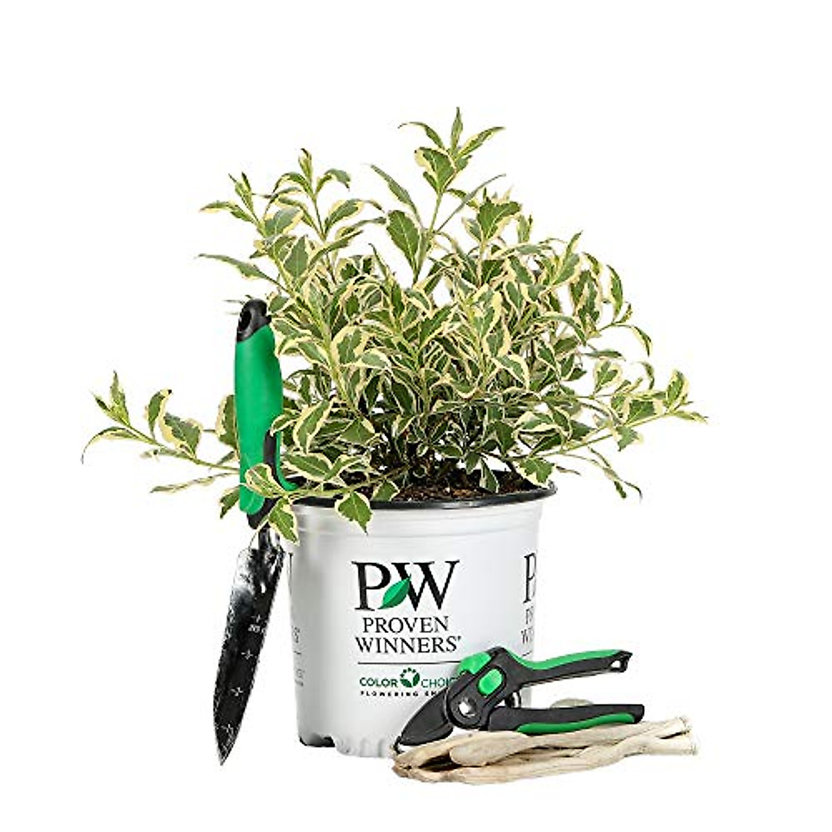 1 Gallon My Monet Purple Effect (Weigela) Live Plant, Purple Flowers