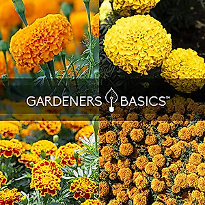 Marigold Seeds for Planting Outdoors (4 Variety Pack) French Marigold Petite Mix, Dainty Marietta, Sparky, and African Marigold Seeds Crackerjack for Pollinators Wildflower Seed by Gardeners Basics