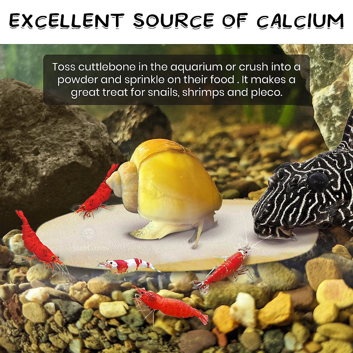 SunGrow 2 Pack Cuttlefish Bones, 6 inch, Made with Real Cuttle Fish, Calcium Source for Parakeets, Turtles, Dog, Chicken, Pleco, Snails, and Shrimps