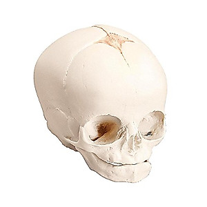 3B Scientific A25 30th Week of Pregnancy Natural Cast Fetal Skull Model, 5.5" x 3.5" x 3.5"
