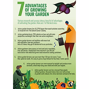 Perennial Sunflower Seeds for Planting - Plant & Grow Maximilian Sun Flowers in Your Home Outdoor Garden - 500 Non GMO Heirloom Seeds - Full Planting Packet with Instructions for Easy Grow, 1 Packet