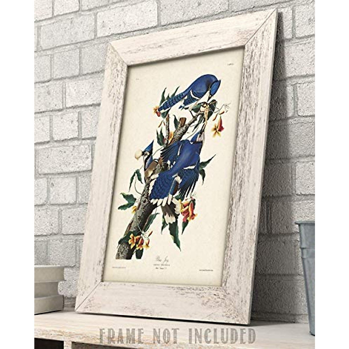 Blue Jays - 11x14 Unframed Art Print - Great Home Decor and a Great Gift for Bird Watchers Under $15