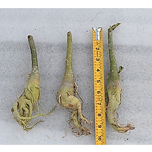 Caudex Bonsai - Desert Rose Adenium Obesum - one Year Old - New Hybrid