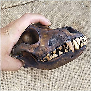 LUCKFY Real Wolf Skull Genuine Taxidermy Animal Bones Animal Skull Model for Bar Home Decoration Art Collection Veterinary Teaching Tool