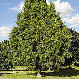 Bald Cypress | 10 Live Trees | Taxodium Distichum | Fast Growing Shade Tree Wet Tolerant