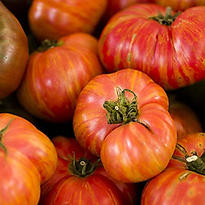 Tomato Seeds - Big Rainbow - 1/4 Pound - Vegetable Seeds, Heirloom Seed Easy to Grow & Maintain, Fast Growing, Culinary