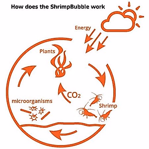 Shrimp Bubble Self-Sustaining Ecosystem - Natural. Contains Live Opae Ula Shrimp